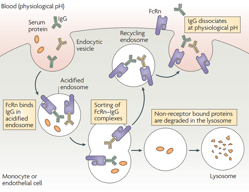 FcRn（Neonatal Fc Receptor） | ACROBiosystems